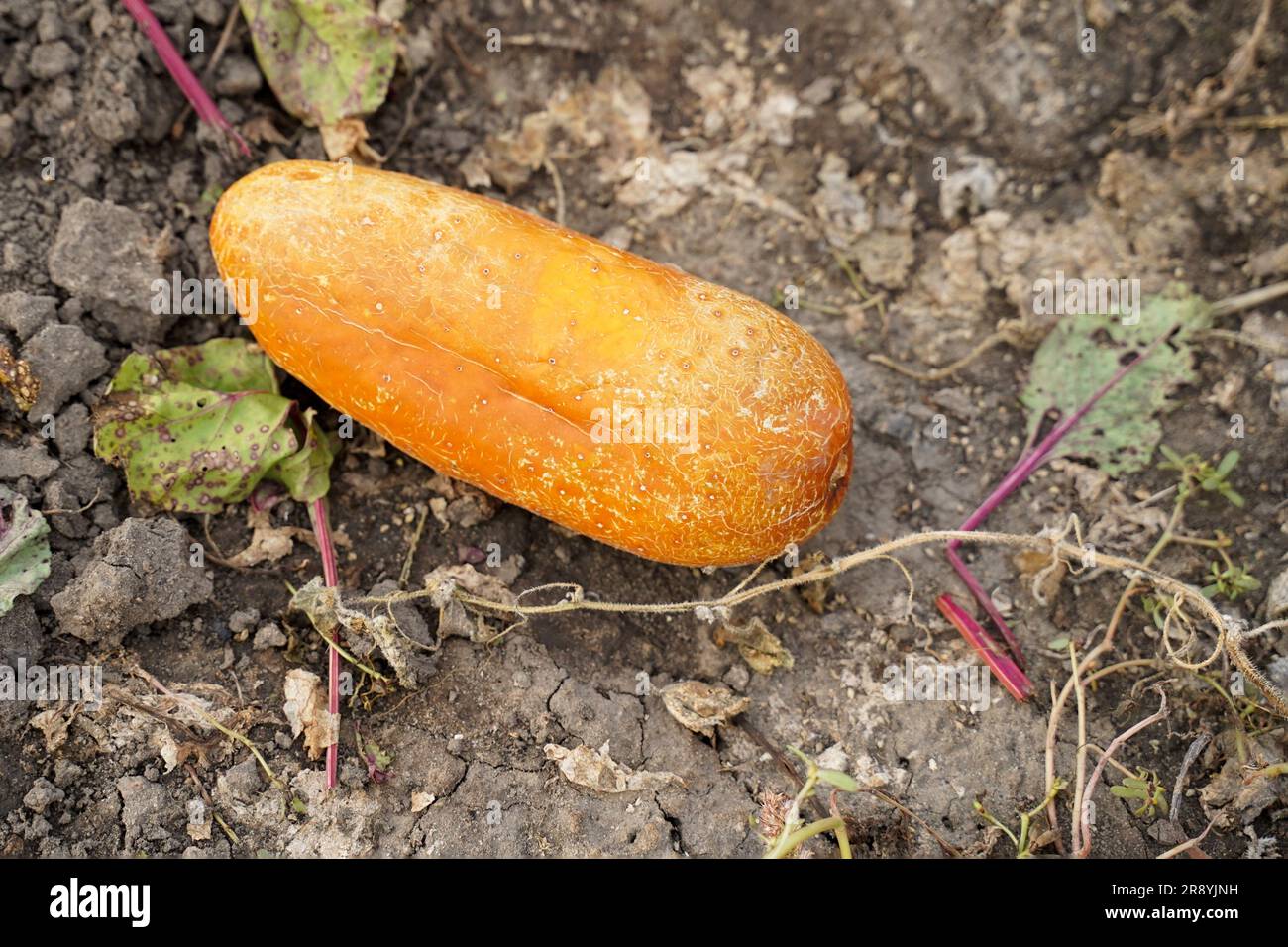 Spoiled crops, drought and world hunger Stock Photo - Alamy