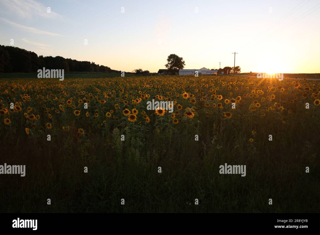 Train and sunflowers hi-res stock photography and images - Alamy
