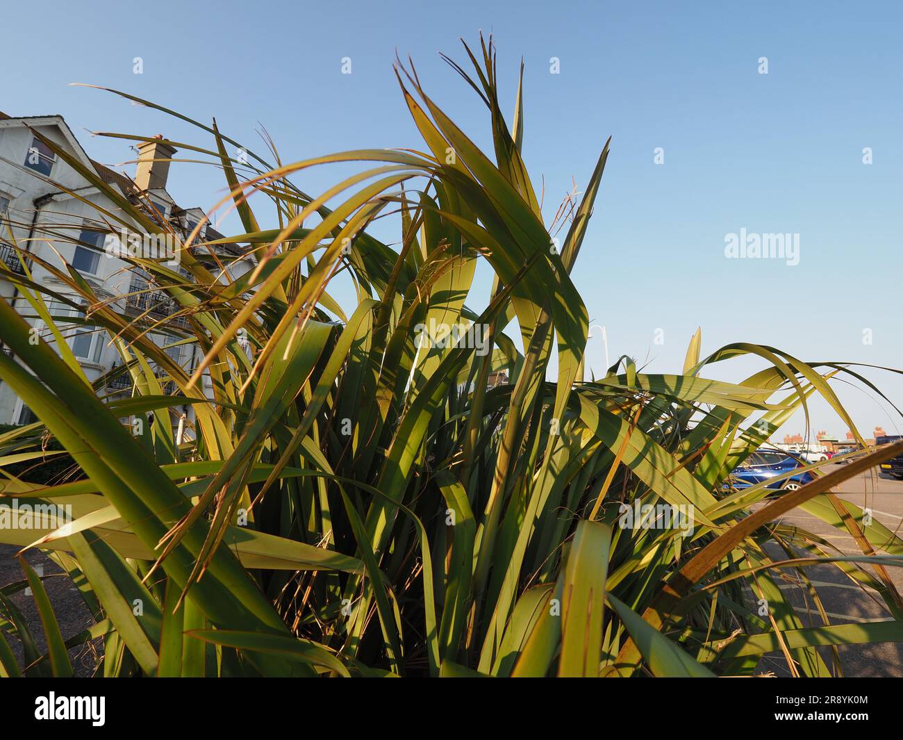 New Zealand flax plant scientific name Phormium tenax Stock Photo - Alamy