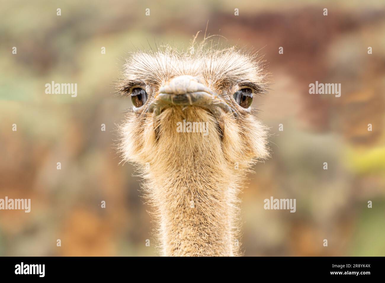 Frontal head shot of a curious ostrich looking at camera Stock Photo ...
