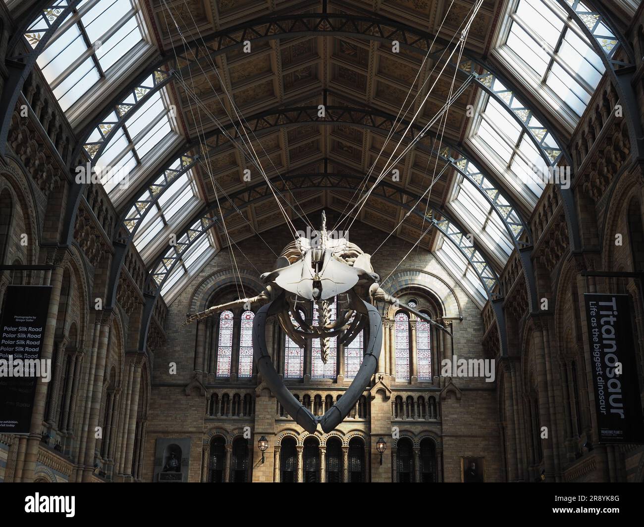 LONDON, UK - JUNE 09, 2023: Blue whale skeleton in the Hintze Hall at ...