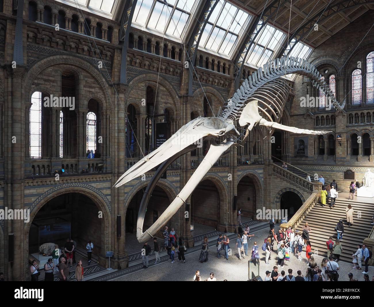LONDON, UK - JUNE 09, 2023: Blue whale skeleton in the Hintze Hall at ...