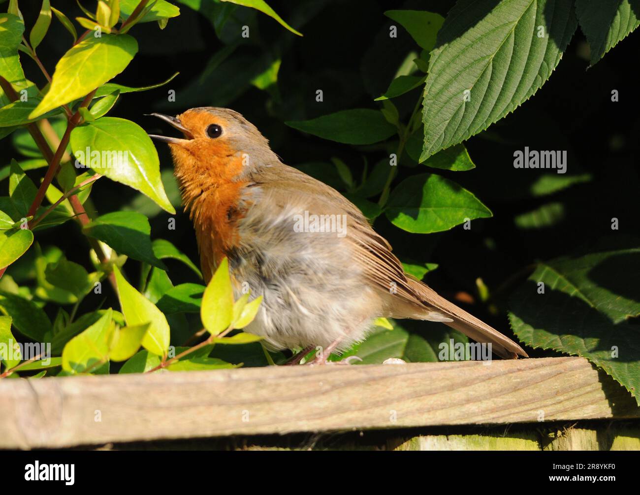 Sunbathing at a fence hi-res stock photography and images - Alamy