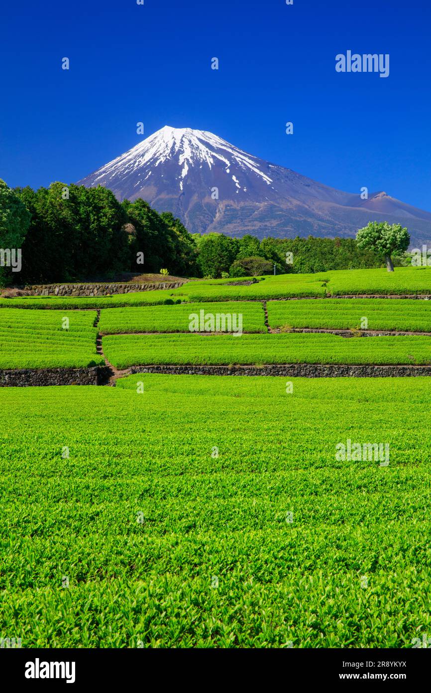 Shincha hi-res stock photography and images - Alamy