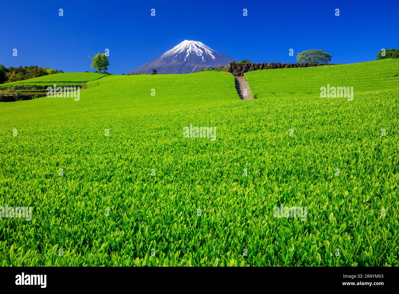 Shincha hi-res stock photography and images - Alamy