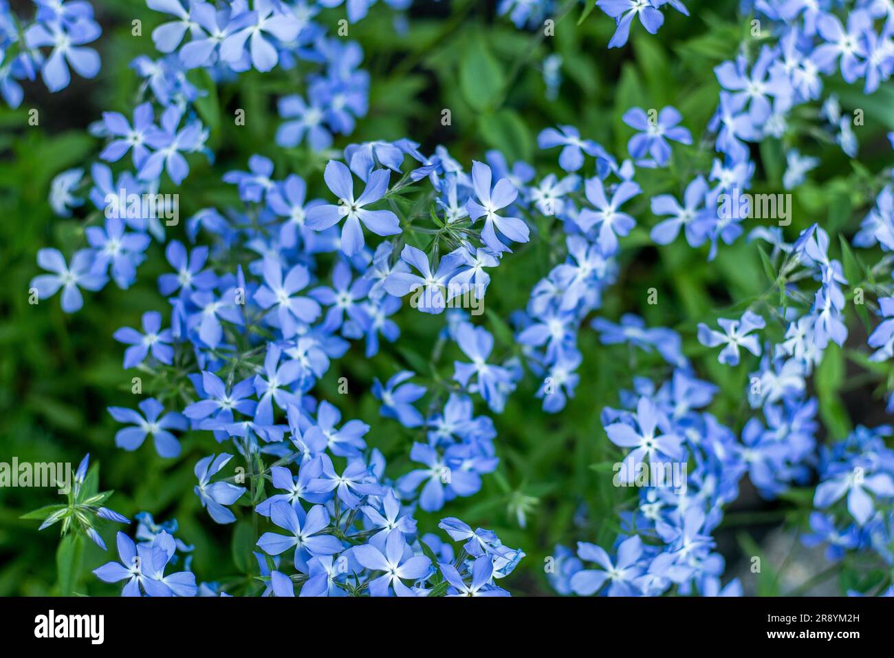 Periwinkle flower colors hi-res stock photography and images - Alamy