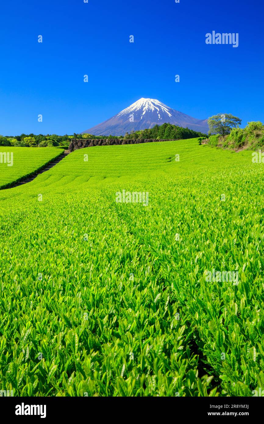 Shincha hi-res stock photography and images - Alamy