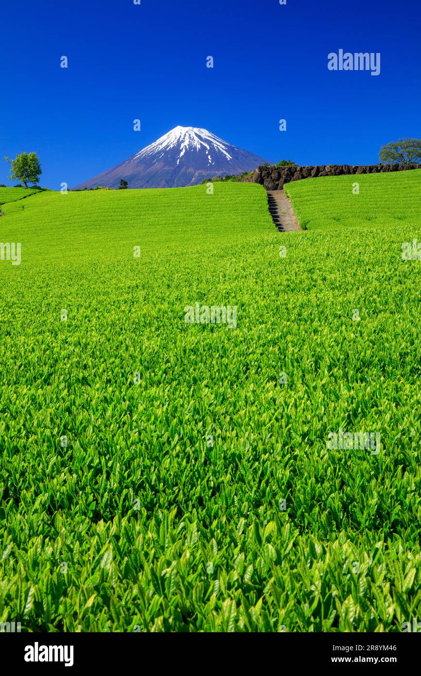 Shincha hi-res stock photography and images - Alamy