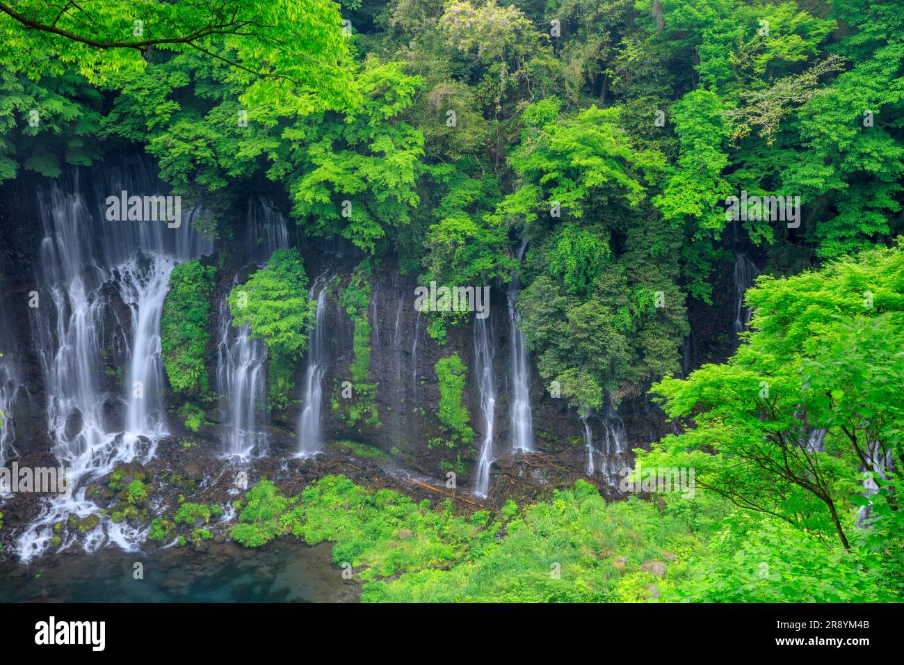 Fresh summer greenery hi-res stock photography and images - Alamy