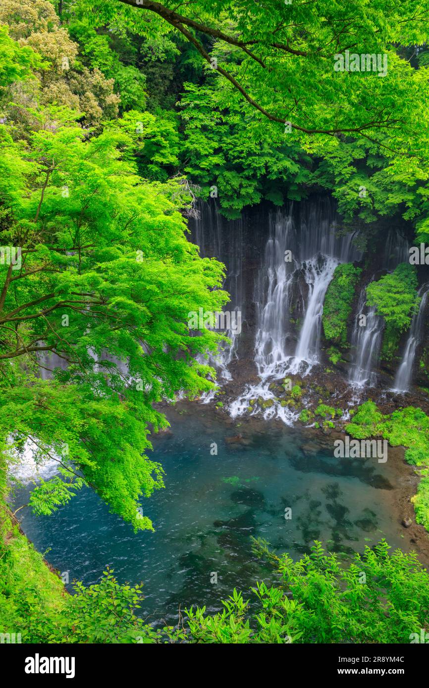 Fresh summer greenery hi-res stock photography and images - Alamy