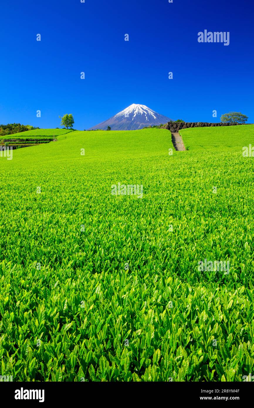 Shincha hi-res stock photography and images - Alamy