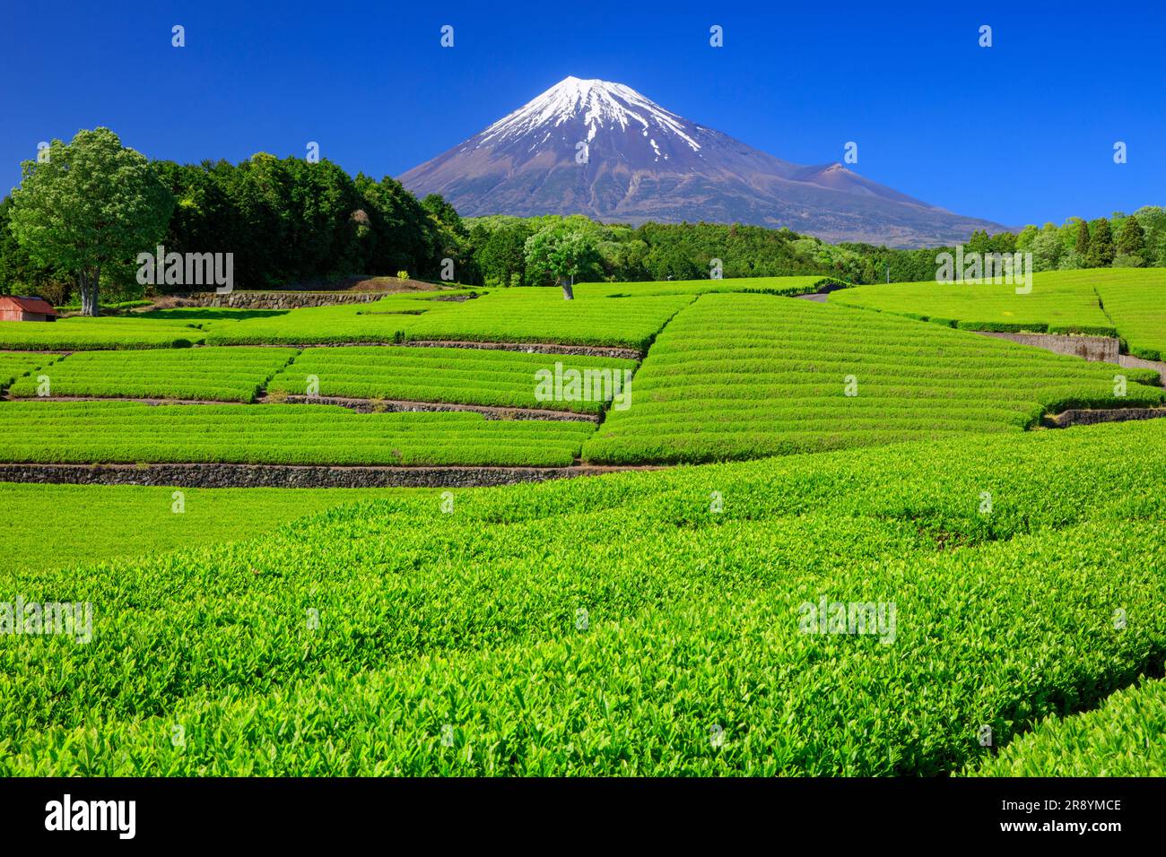 Shincha tea plantation and Mt Stock Photo - Alamy