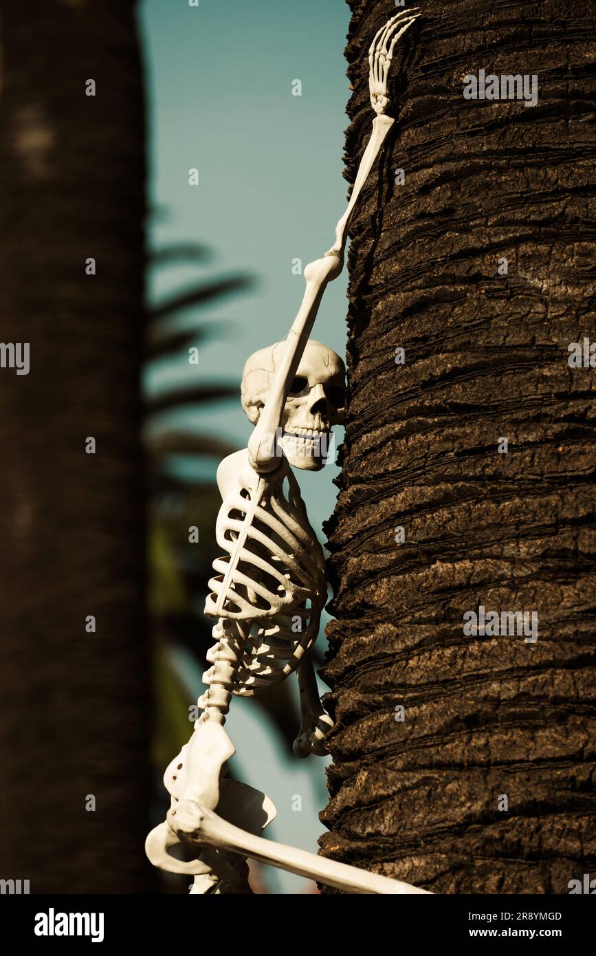 Skeleton climbing hi-res stock photography and images - Alamy