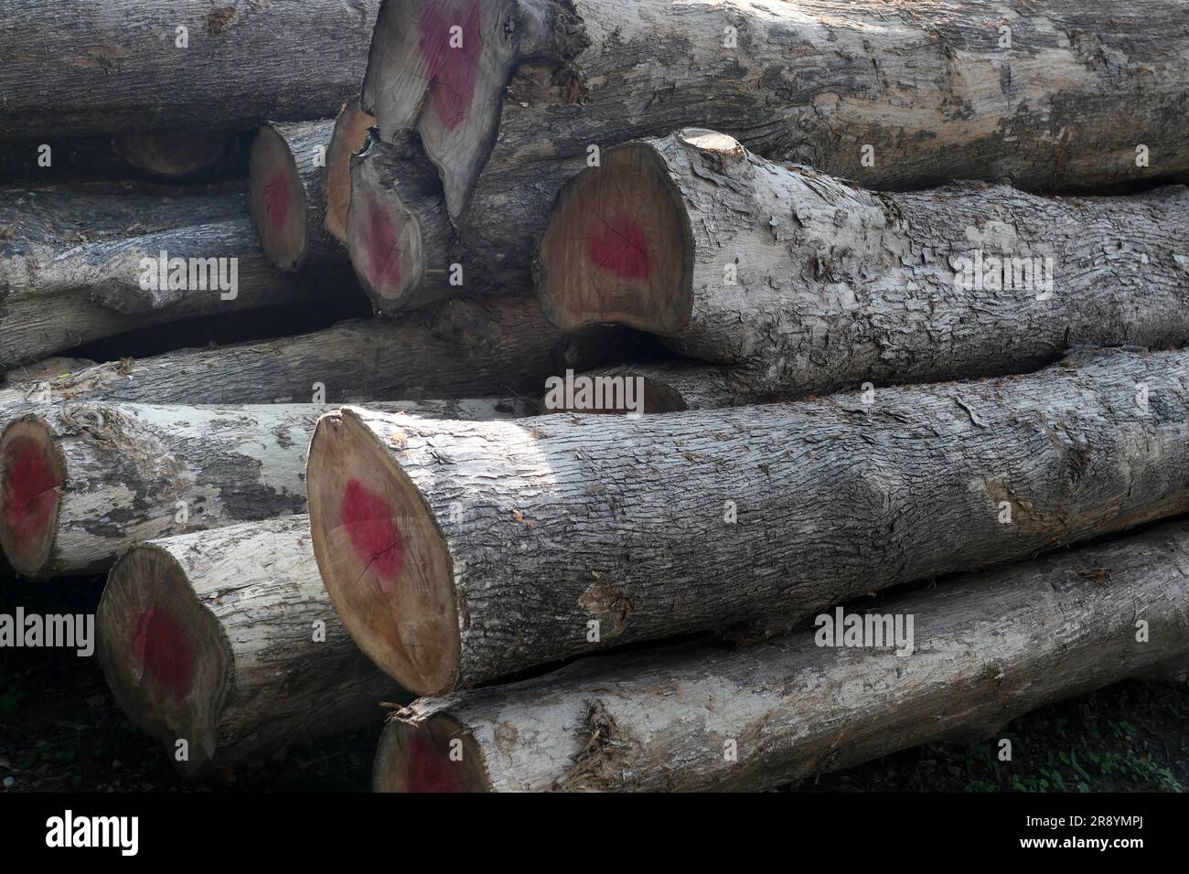 Deforestation, Teak Wood logs from the forest in Nature Background ...