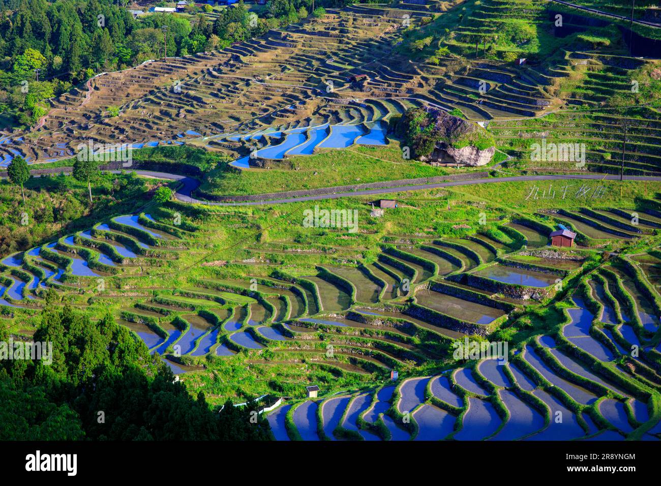 Maruyama Senmaida in the morning Stock Photo - Alamy