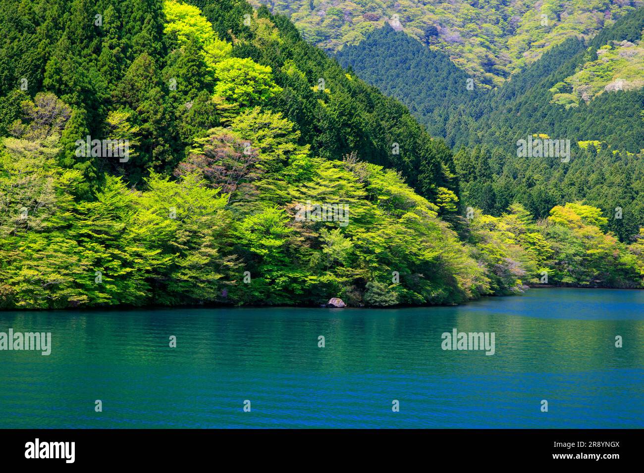 Lake Ashi in fresh green Stock Photo - Alamy
