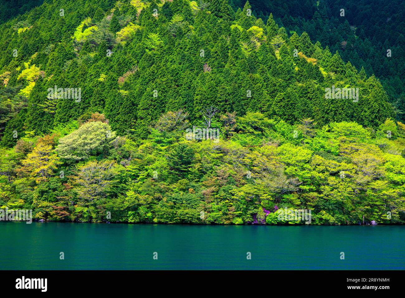 Lake Ashi in fresh green Stock Photo - Alamy