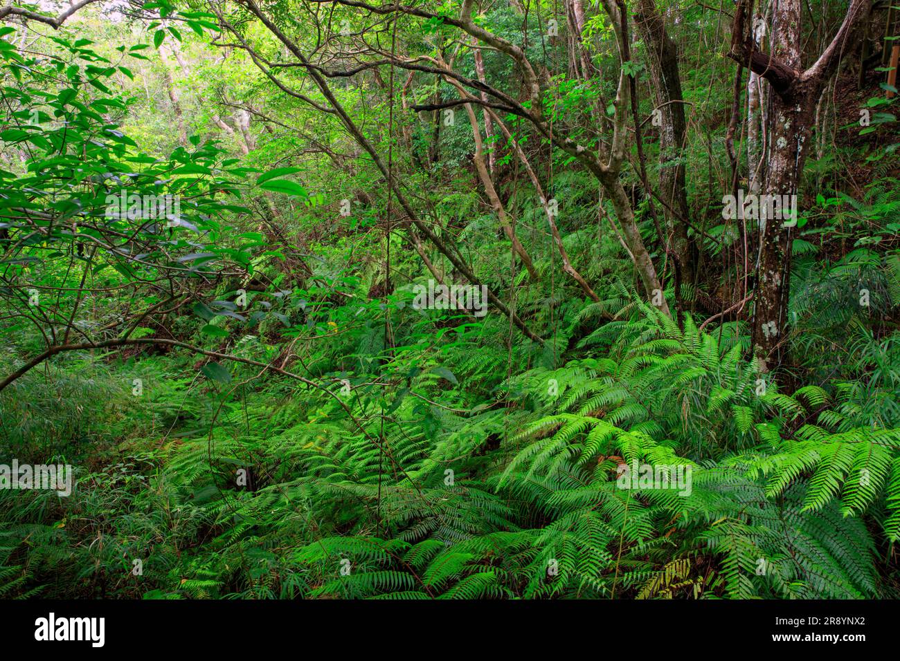 Yanbaru no mori hi-res stock photography and images - Alamy