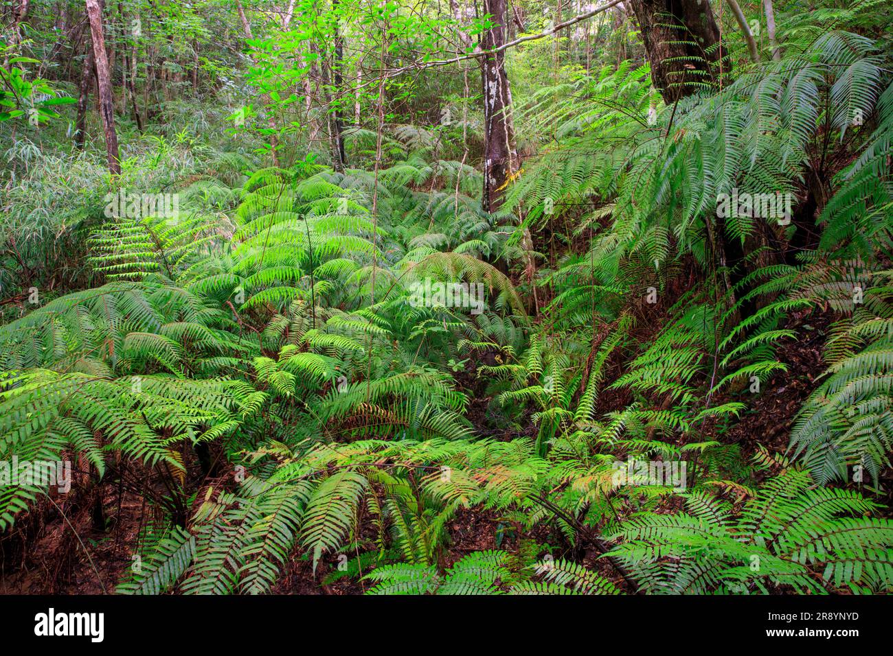 Yanbaru no mori hi-res stock photography and images - Alamy