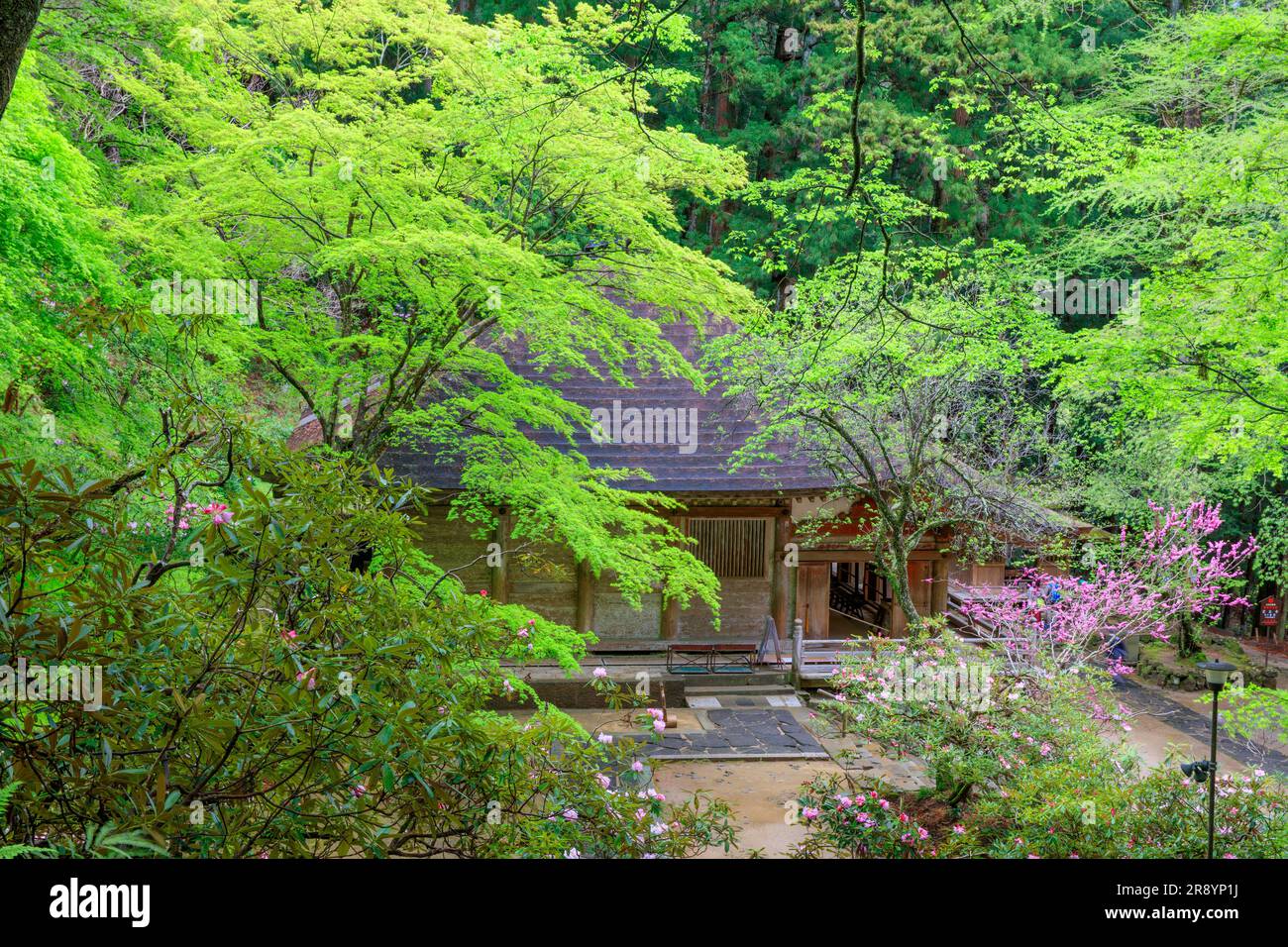 Muroji Temple's Kondo Hall in fresh green Stock Photo - Alamy