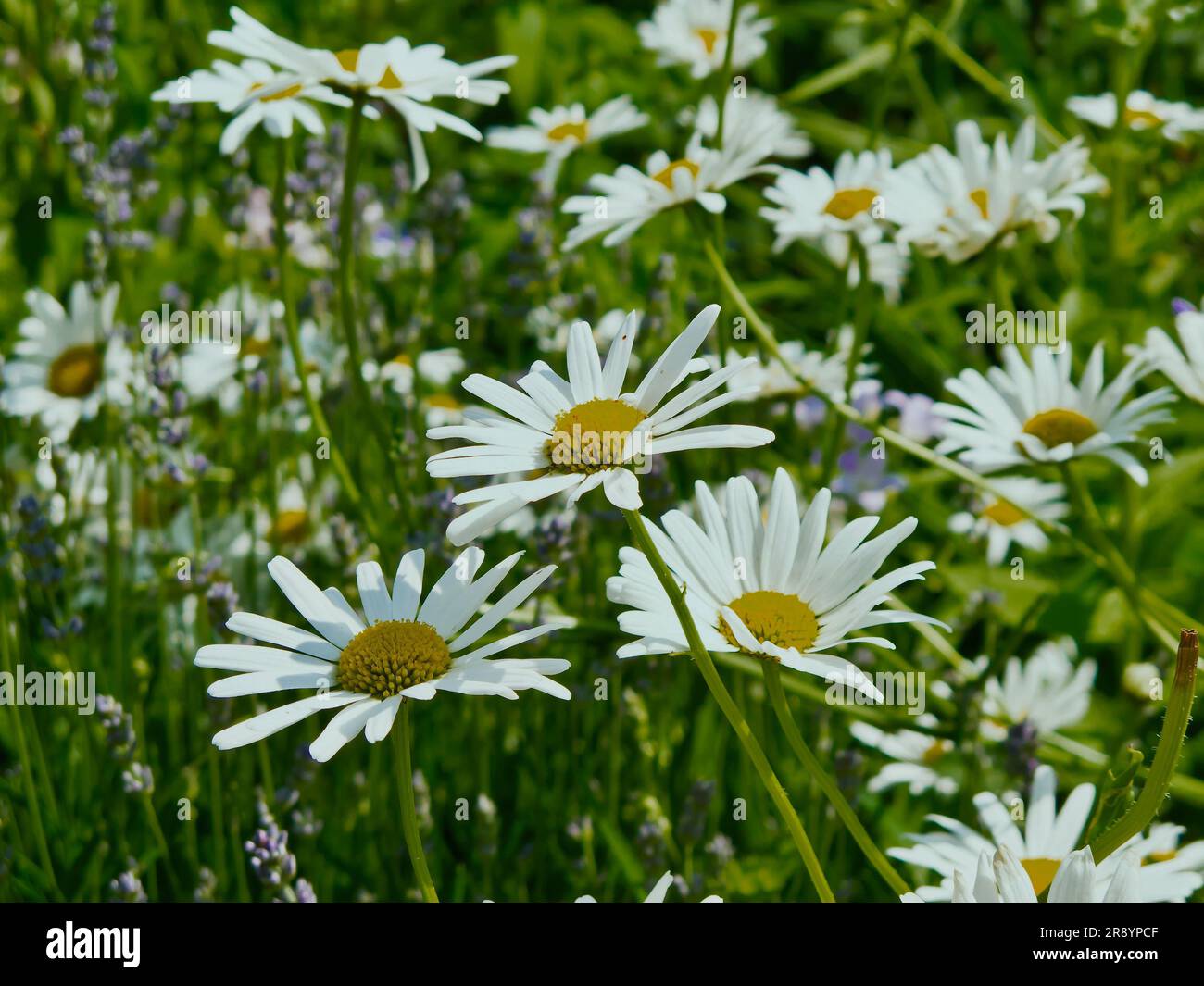 Meadow with a lot of blooming oxeye daisies in summer Stock Photo - Alamy