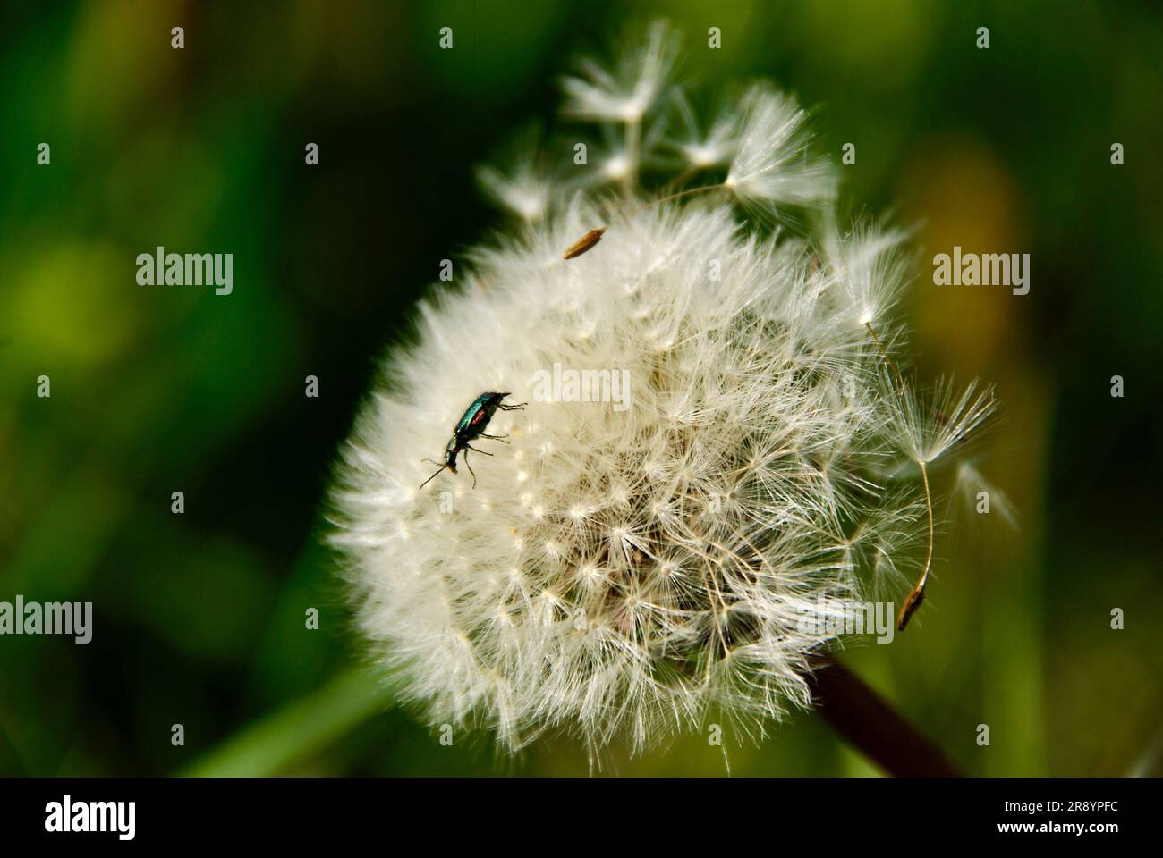 Heads of seeds of dandelion flower against green background and with a ...