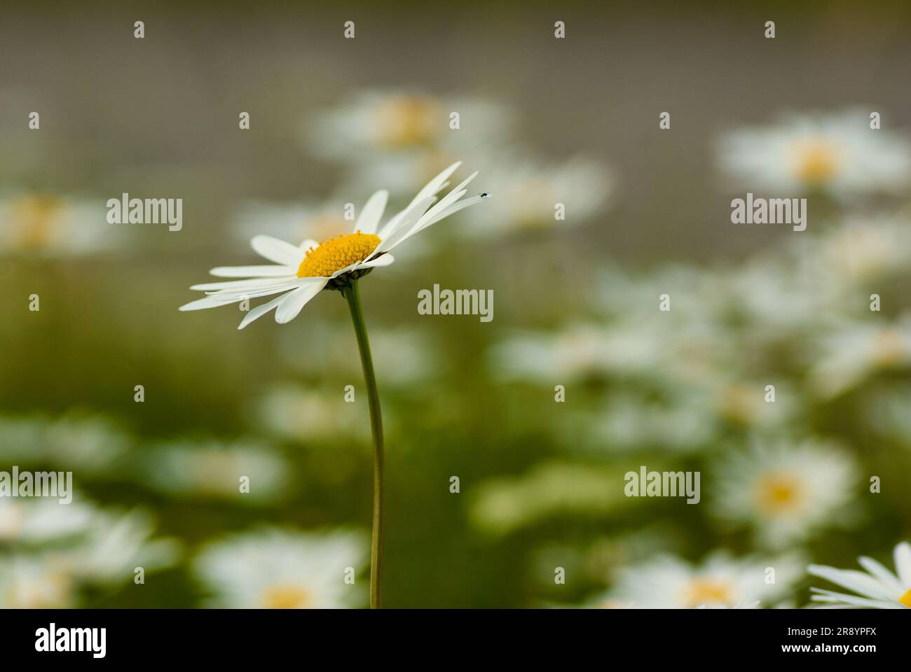 June flower closeup summer garden hi-res stock photography and images ...