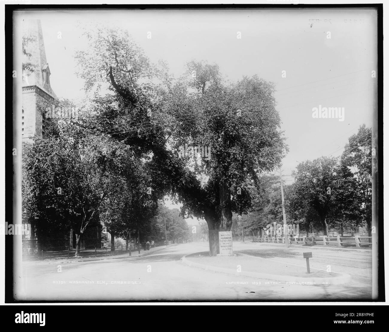 Washington Elm, Cambridge, c1899 Stock Photo - Alamy