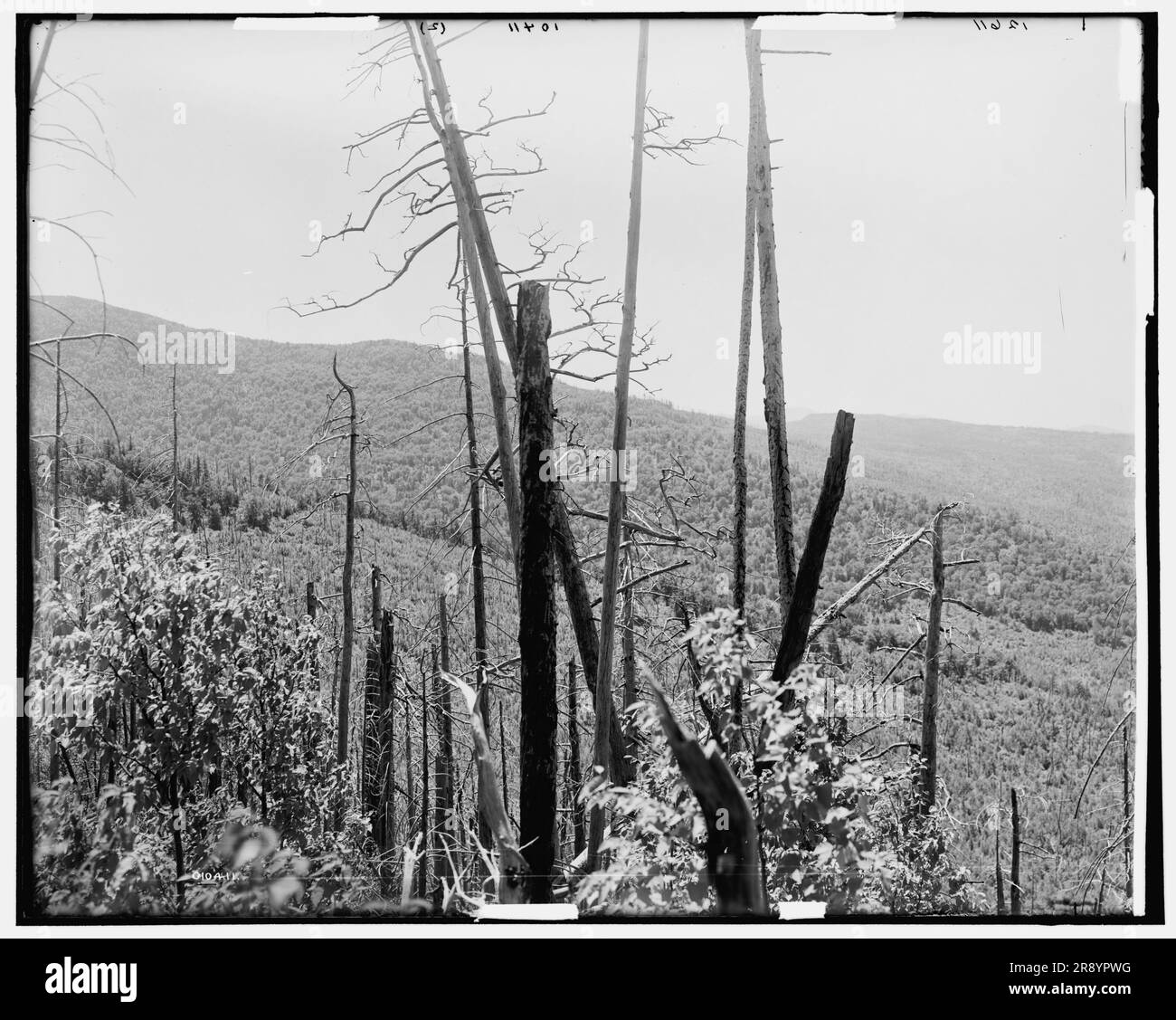 Zealand notch hi-res stock photography and images - Alamy