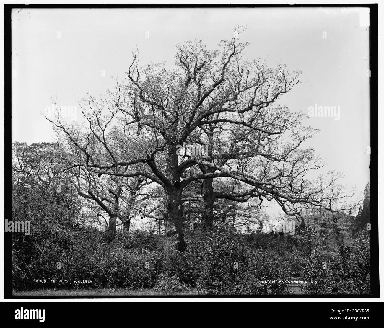 Oak in country Cut Out Stock Images & Pictures - Alamy