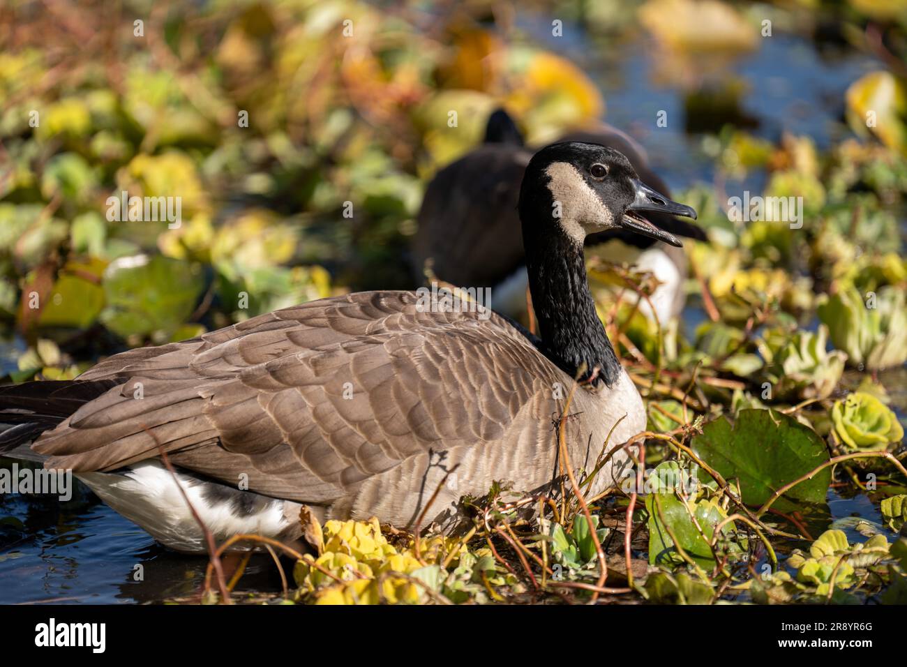 A goose swimming in a pond surrounded by autumn leaves drying up in the ...