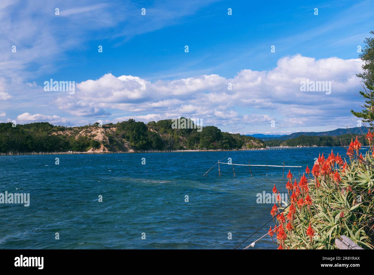 Aloe bay hi-res stock photography and images - Alamy