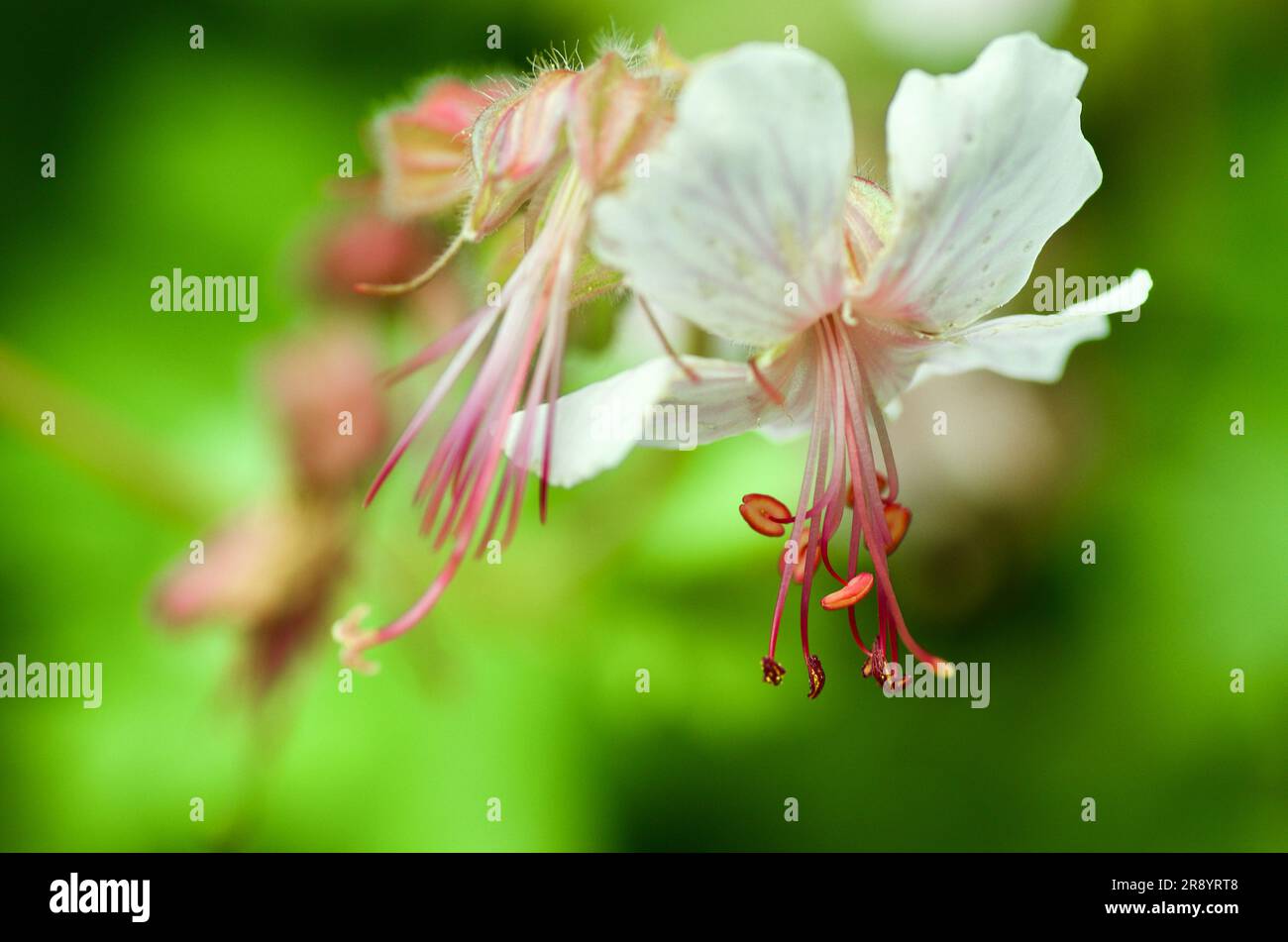 Bigroot hi-res stock photography and images - Alamy