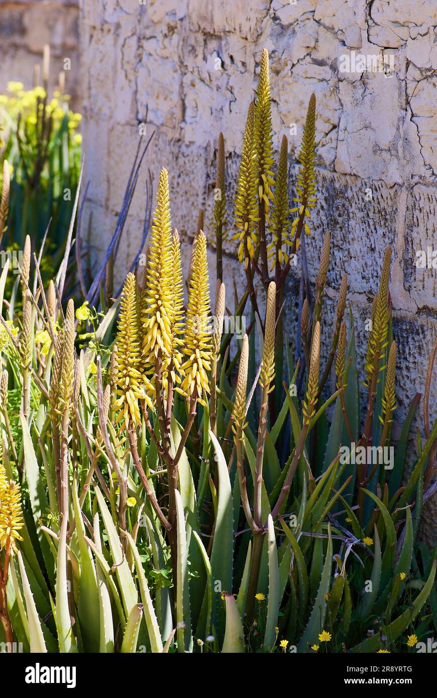 Flower bed with Aloe plants and its yellow flower spikes in front of a ...