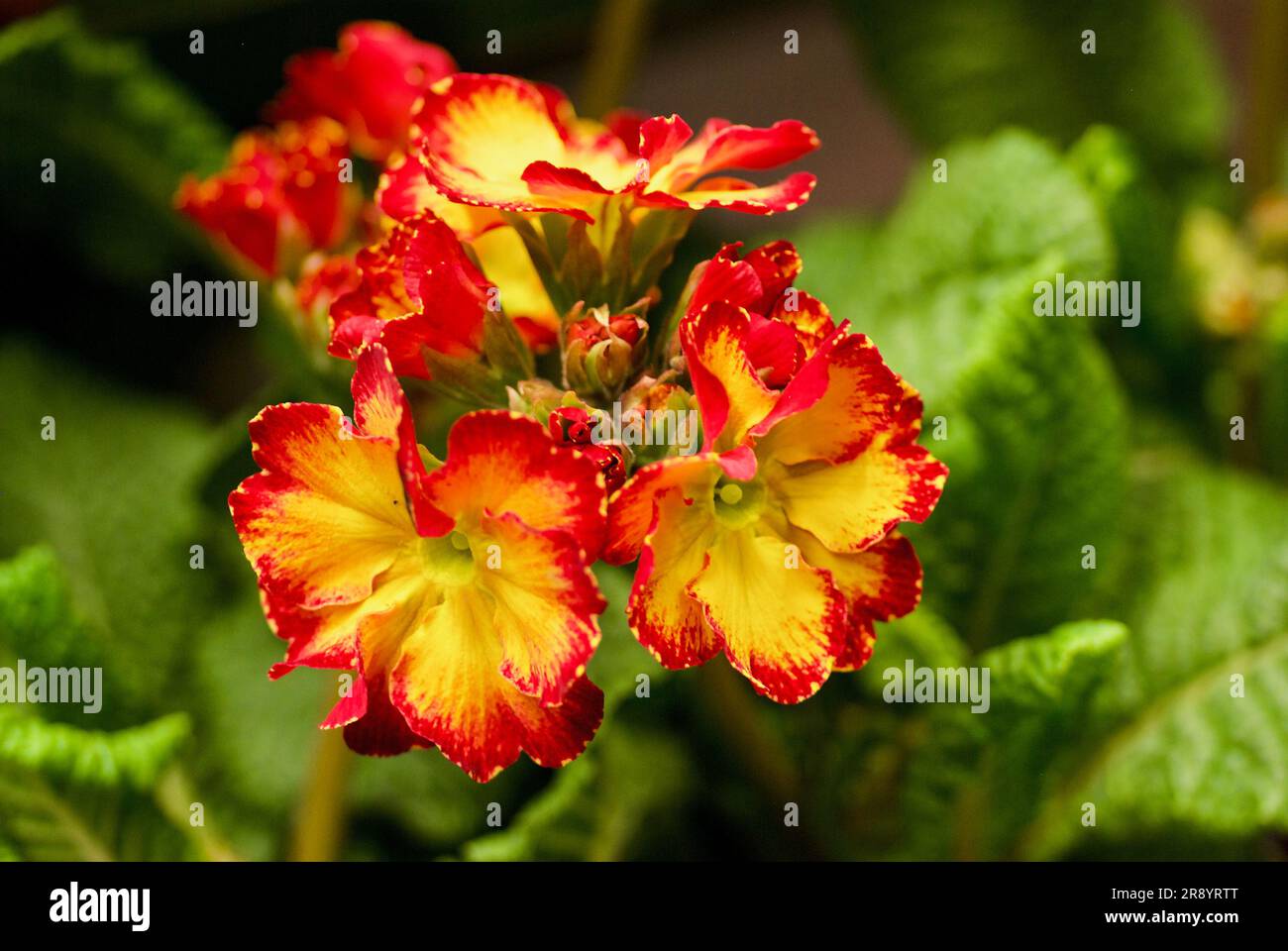 Primula plant with red and yellow flowers in spring Stock Photo - Alamy