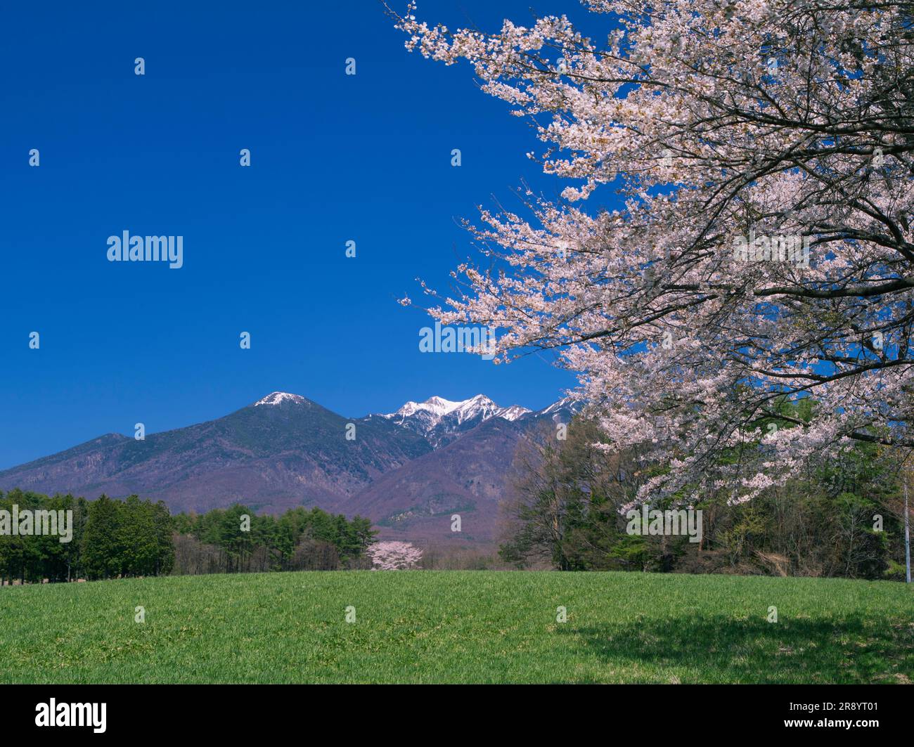 Cherry blossoms and mount Yatsugatake Stock Photo - Alamy