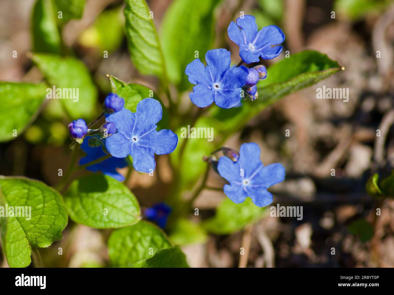Bright blue flowers named Blue-eyed-Mary in flowerbed in spring Stock ...