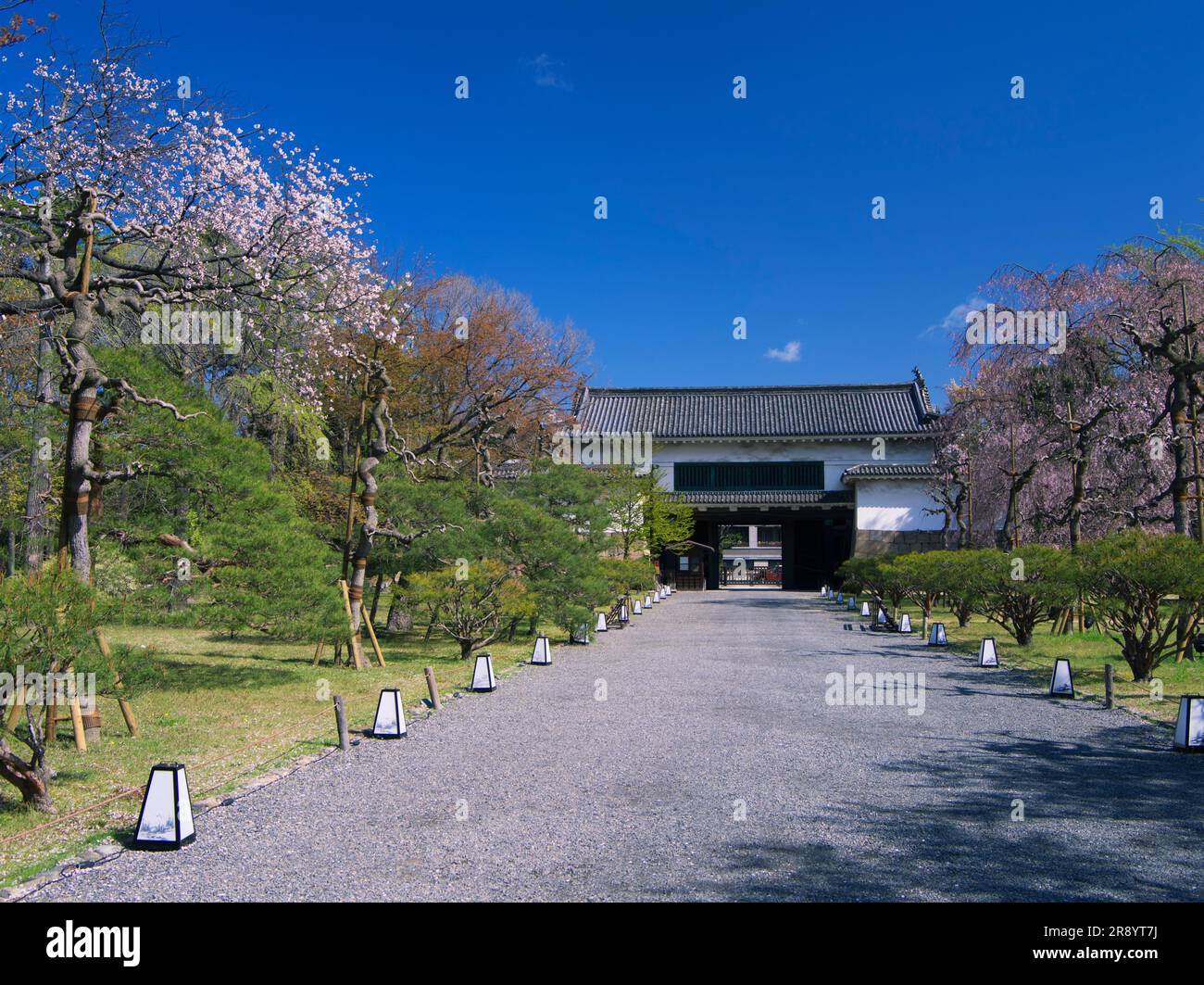 Weeping cherry trees in full bloom near Kita Otemon gate of Nijo castle ...