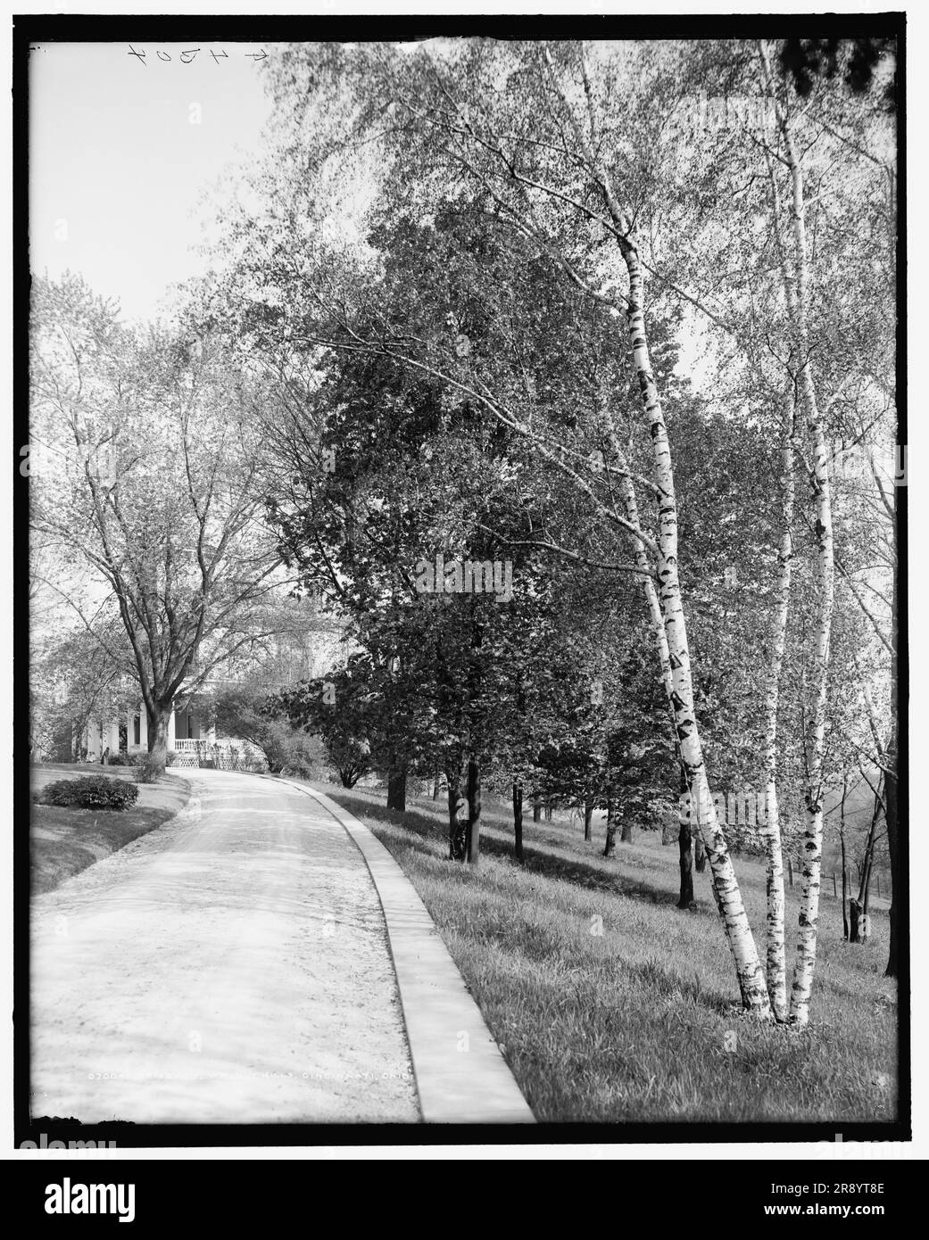 Driveway plant Black and White Stock Photos & Images - Alamy