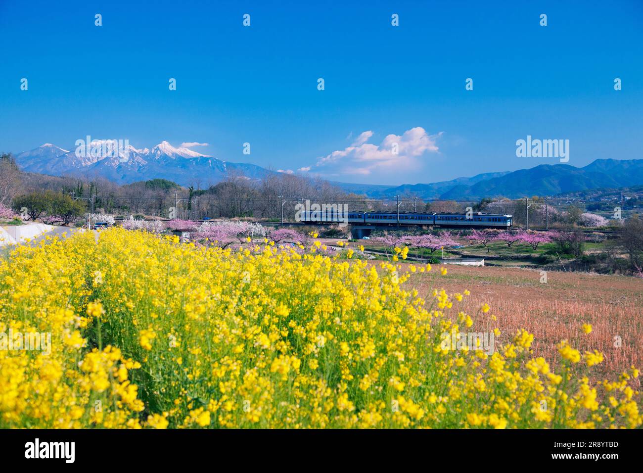 View of rape blossoms , peach groves , Chuo main line along with mount ...