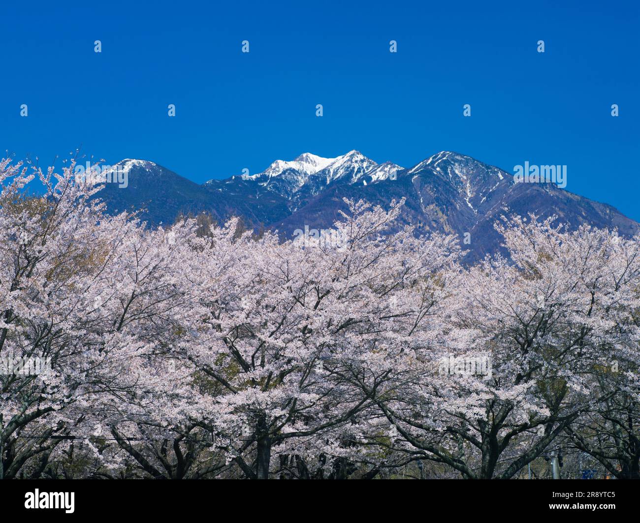 Cherry blossoms and mount Yatsugatake Stock Photo - Alamy
