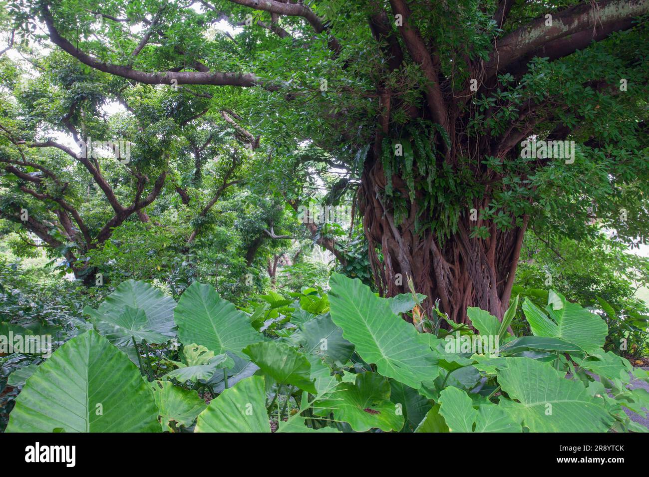Japanese sea fig infesting in barked tree Shuri Castle Park Stock Photo ...