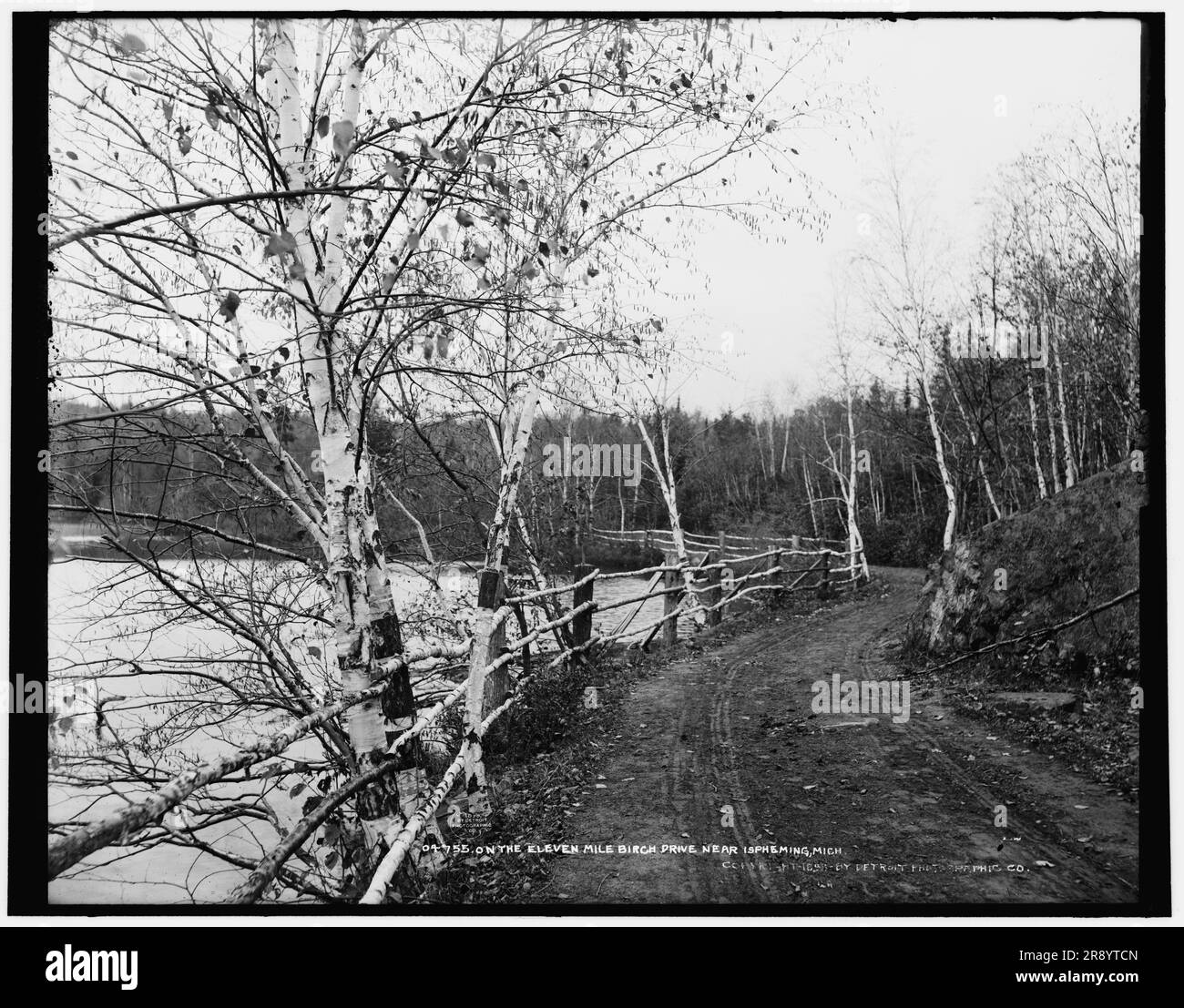 Birch trees in michigan Black and White Stock Photos & Images - Alamy