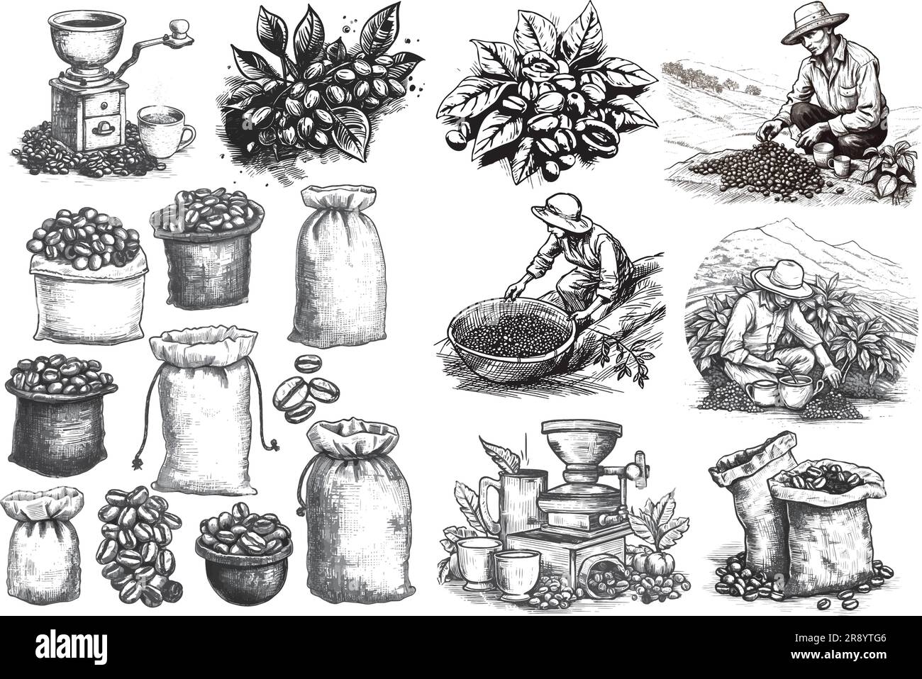 Vector set of coffee tree branches. Agriculture. Life of a farmer. Coffee harvesting and ...