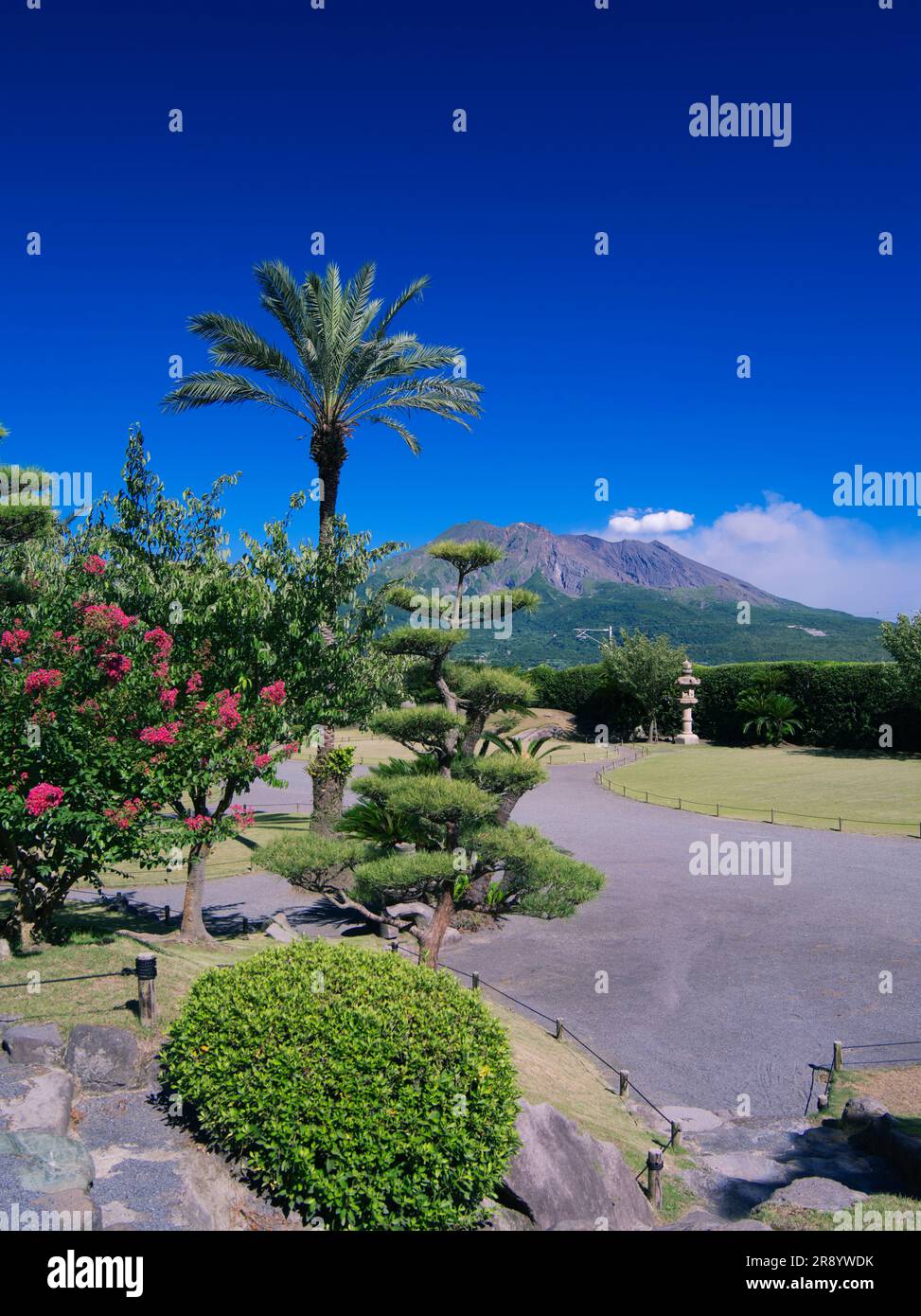 Sakurajima seen from Senganen (iso garden) with blooming crape myrtle ...