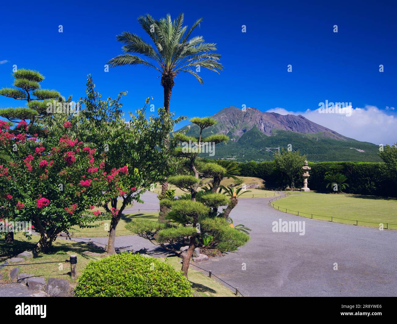 Sakurajima seen from Senganen (iso garden) with blooming crape myrtle ...