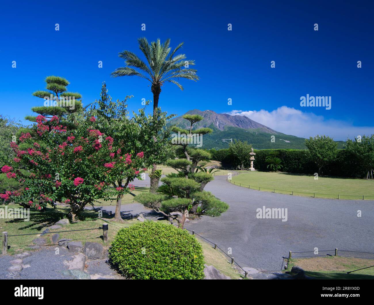 Sakurajima seen from Senganen (iso garden) with blooming crape myrtle ...