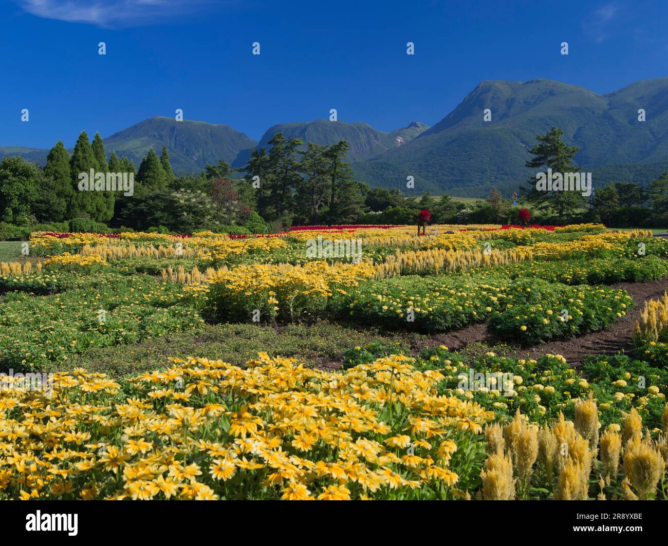 Viewing Kuju mountain range from Kuju Flower Park with Rudobekia and ...