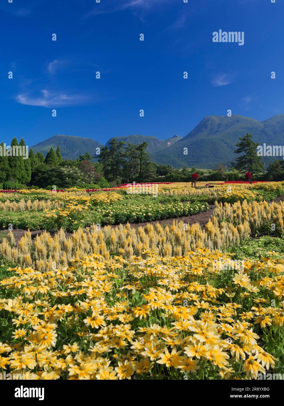 Viewing Kuju mountain range from Kuju Flower Park with Rudobekia and ...