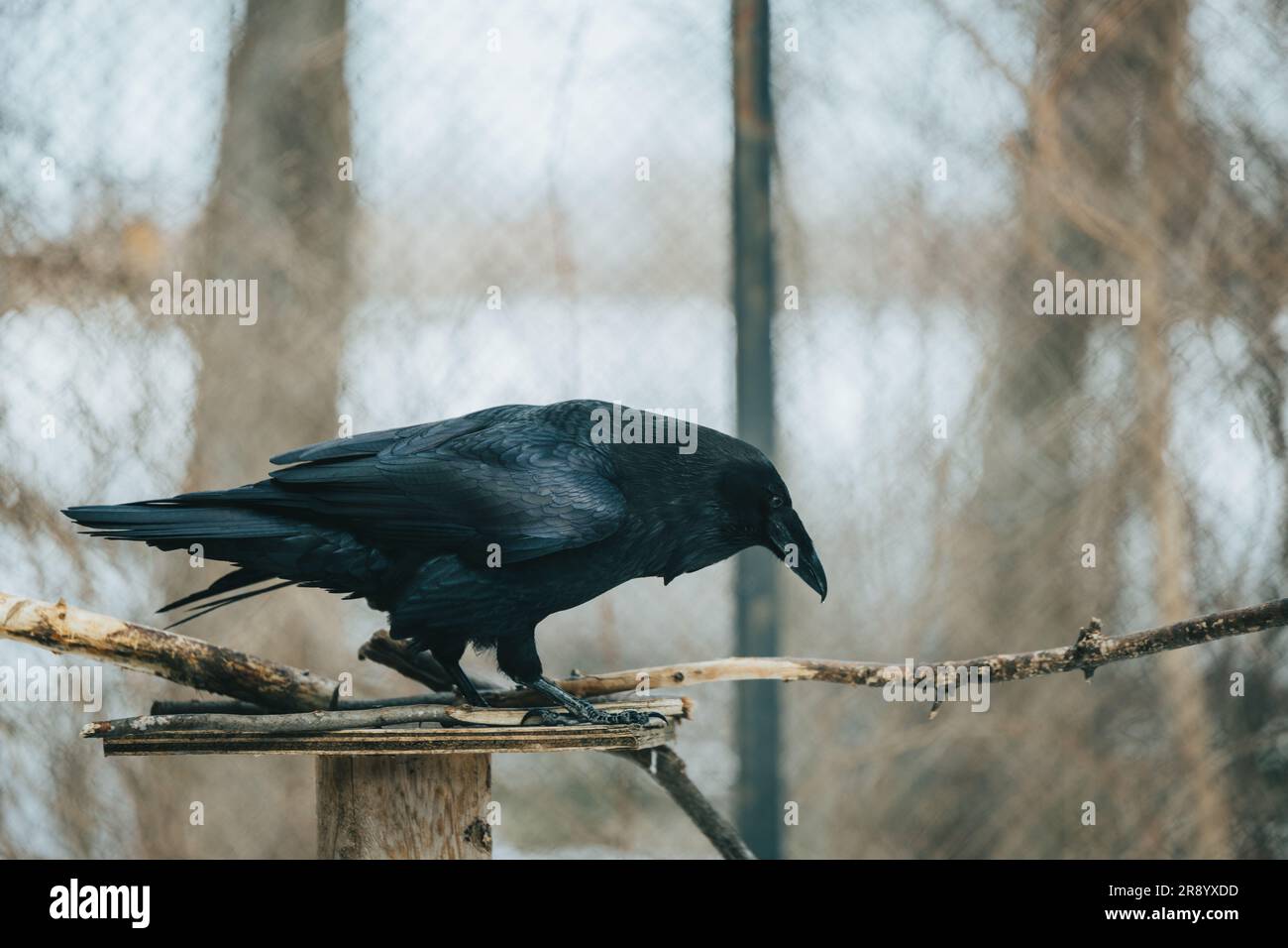 A raven perched on a branch in an aviary Stock Photo - Alamy